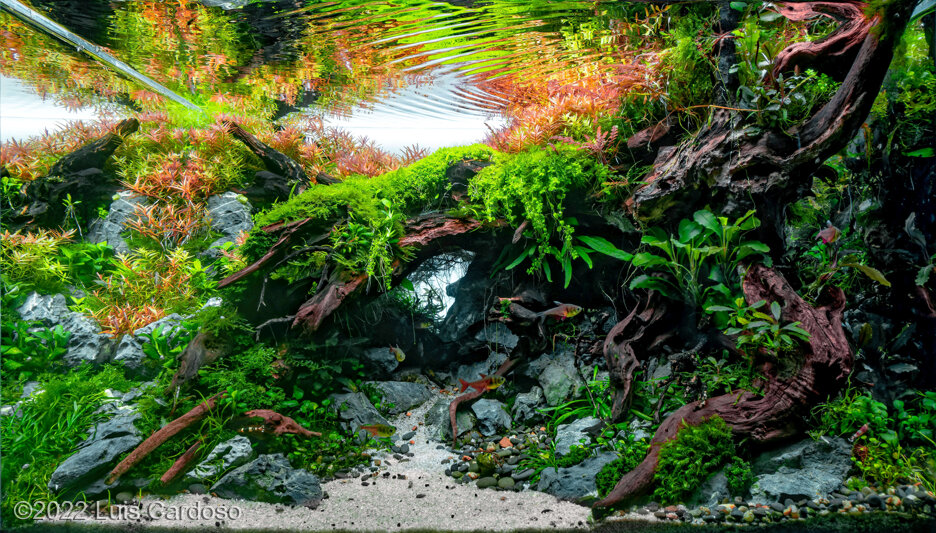 AGA 2022 Aquascaping Contest: #536