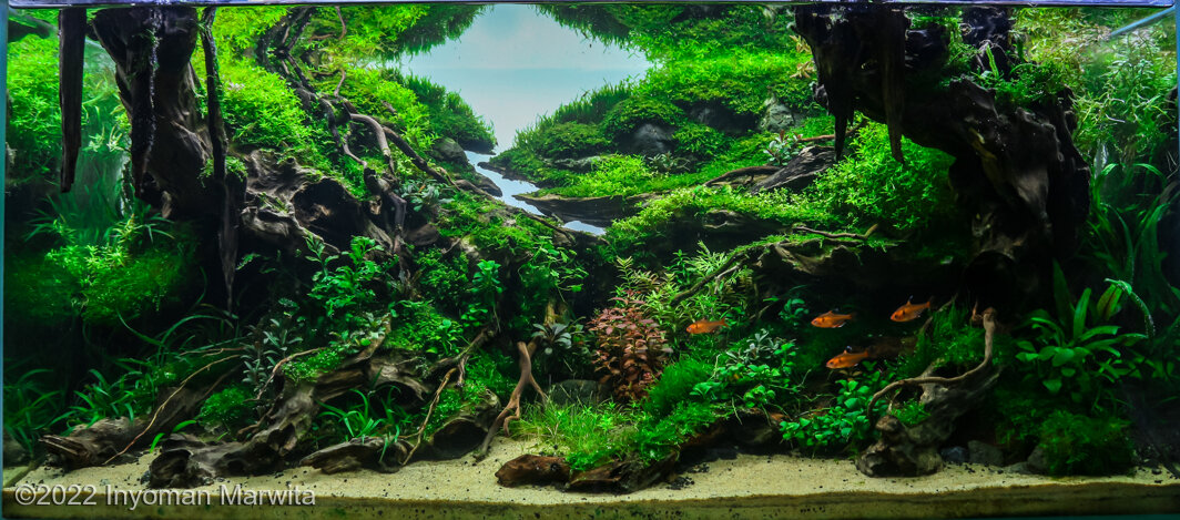 AGA 2022 Aquascaping Contest: #592