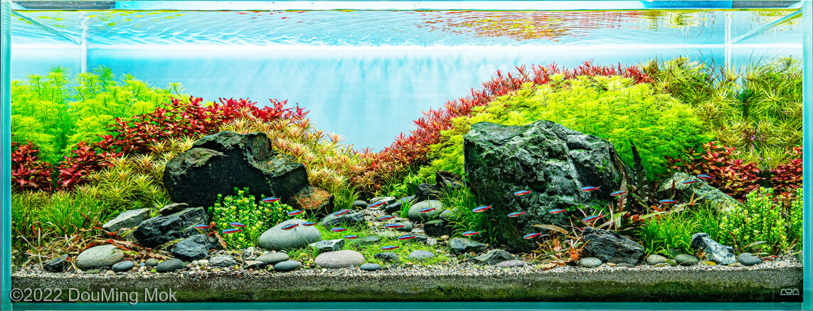 AGA 2022 Aquascaping Contest: #610