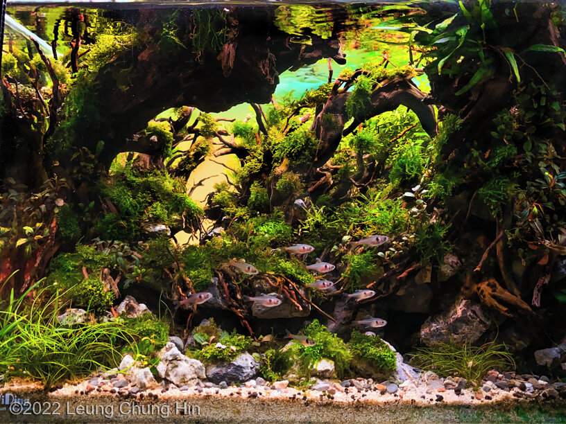 AGA 2022 Aquascaping Contest: #632