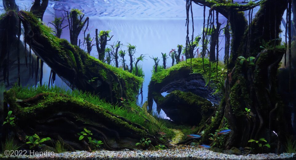 AGA 2022 Aquascaping Contest: #638