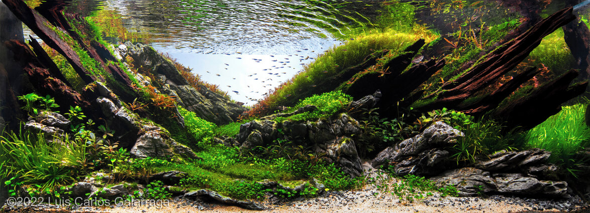 AGA 2022 Aquascaping Contest: #706