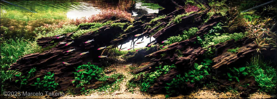 AGA 2023 Aquascaping Contest: #141