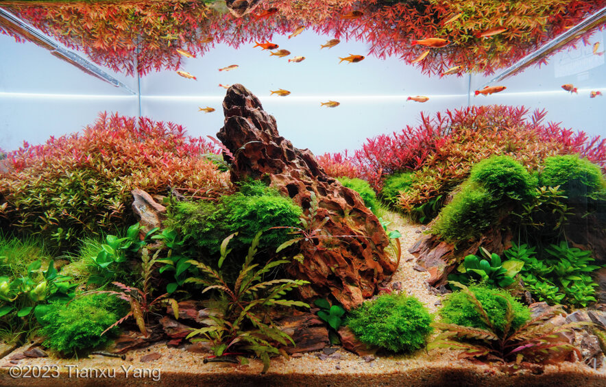 AGA 2023 Aquascaping Contest: #156