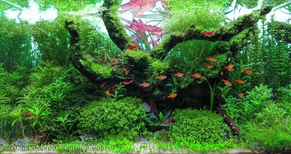 AGA 2023 Aquascaping Contest: #225