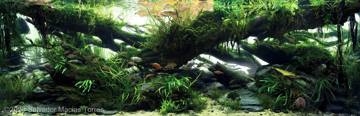 AGA 2023 Aquascaping Contest: #253