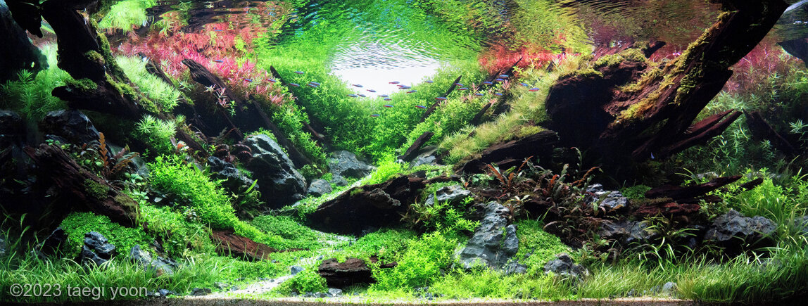 AGA 2023 Aquascaping Contest: #256