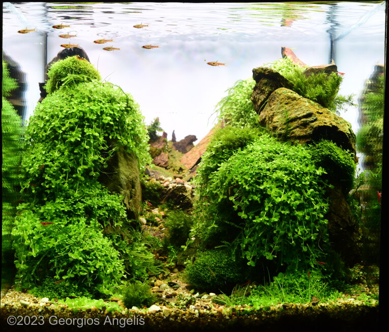 AGA 2023 Aquascaping Contest: #295