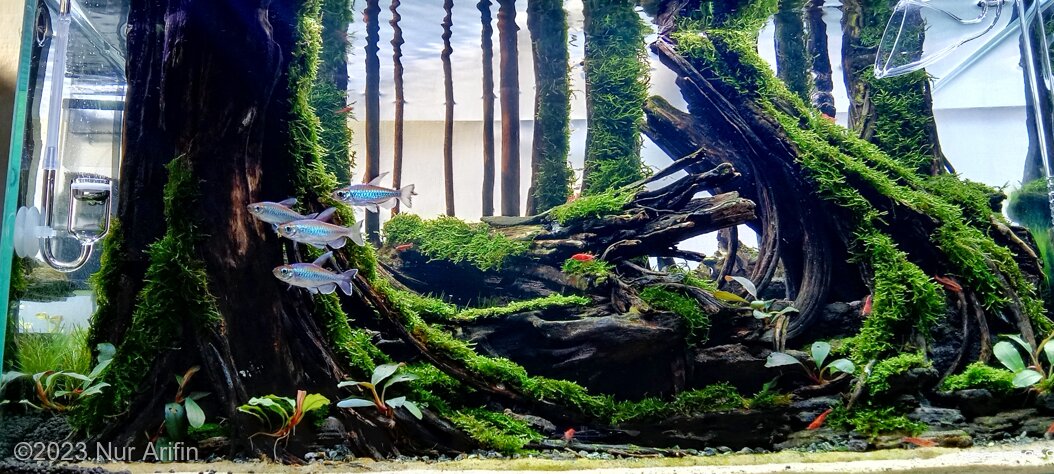 AGA 2023 Aquascaping Contest: #356