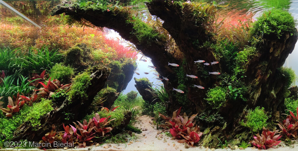 AGA 2023 Aquascaping Contest: #455