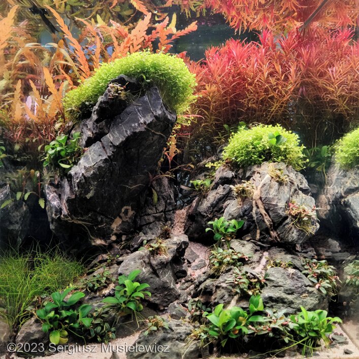 AGA 2023 Aquascaping Contest: #463