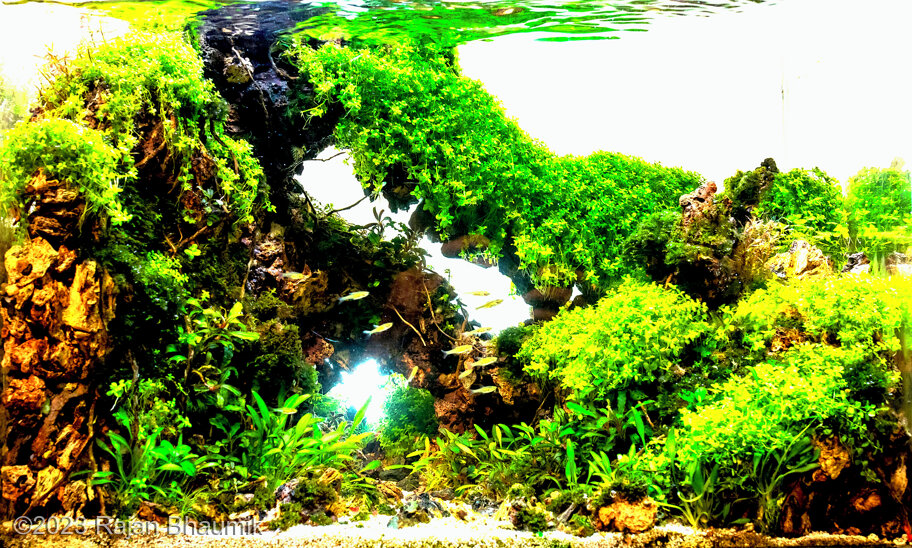 AGA 2023 Aquascaping Contest: #579