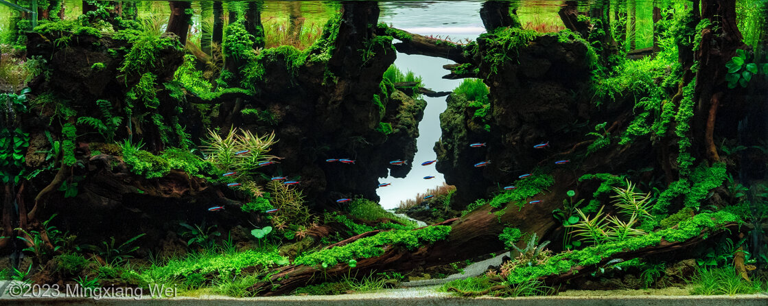AGA 2023 Aquascaping Contest: #654