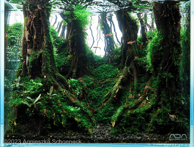 AGA 2023 Aquascaping Contest: #693